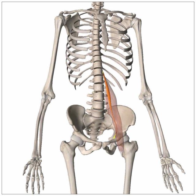 Psoas & Abdominals #1